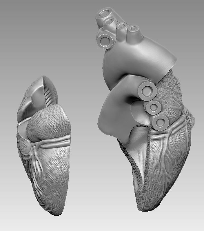 human heart 3D print model 3D model 3D printable | CGTrader