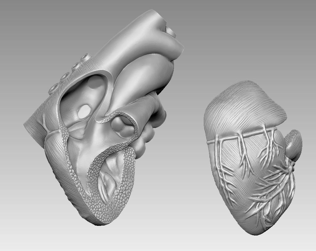 human heart 3D print model 3D model 3D printable | CGTrader