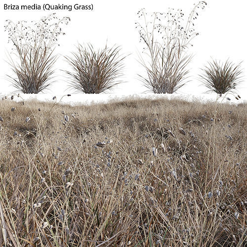 Briza media - Quaking Grass 03 3D model | CGTrader