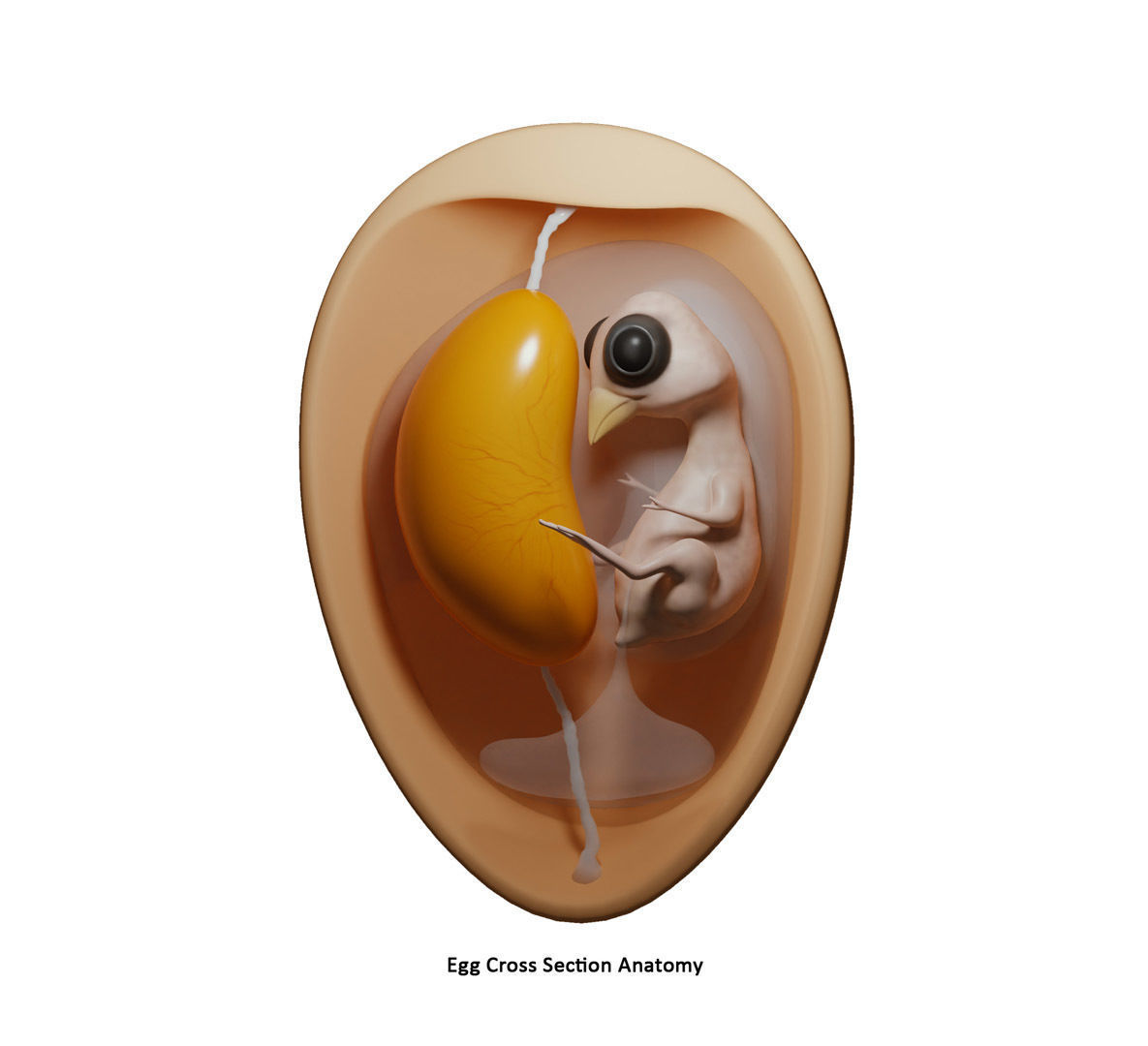Egg Cross Section Embryo Anatomy 3D model | CGTrader