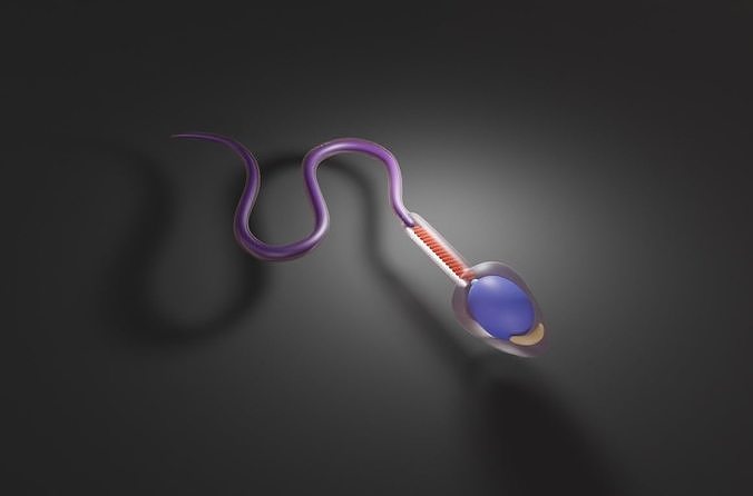 3D model Sperm Cell Anatomy VR / AR / low-poly | CGTrader