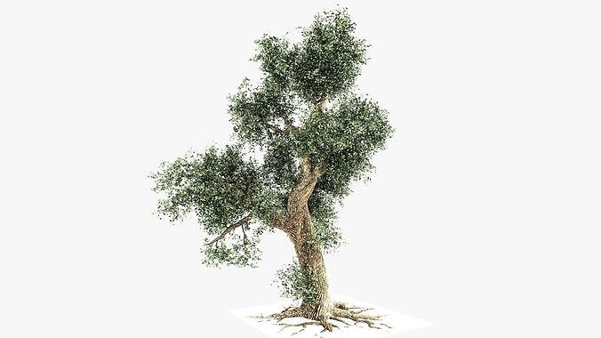 Camphor tree 3D model animated | CGTrader