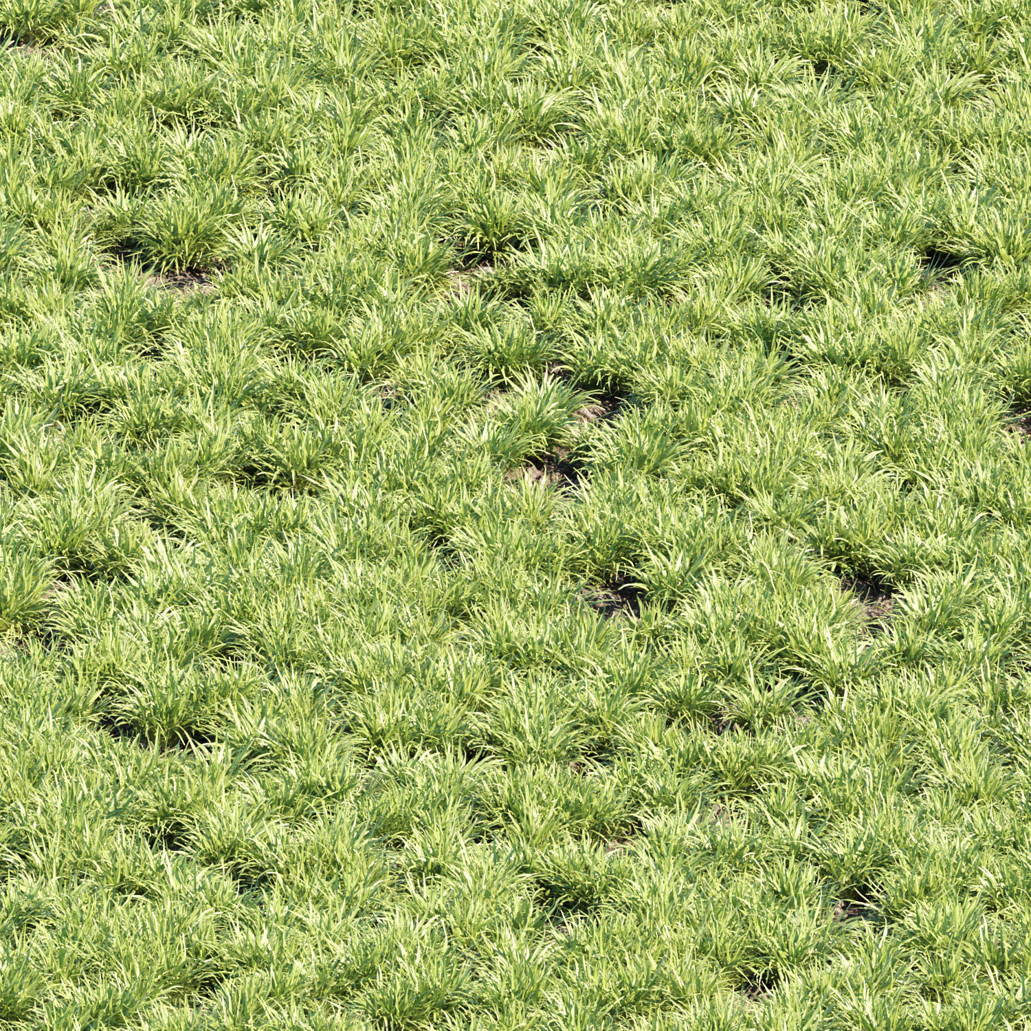 Grass Clumps vol 152 3D model | CGTrader