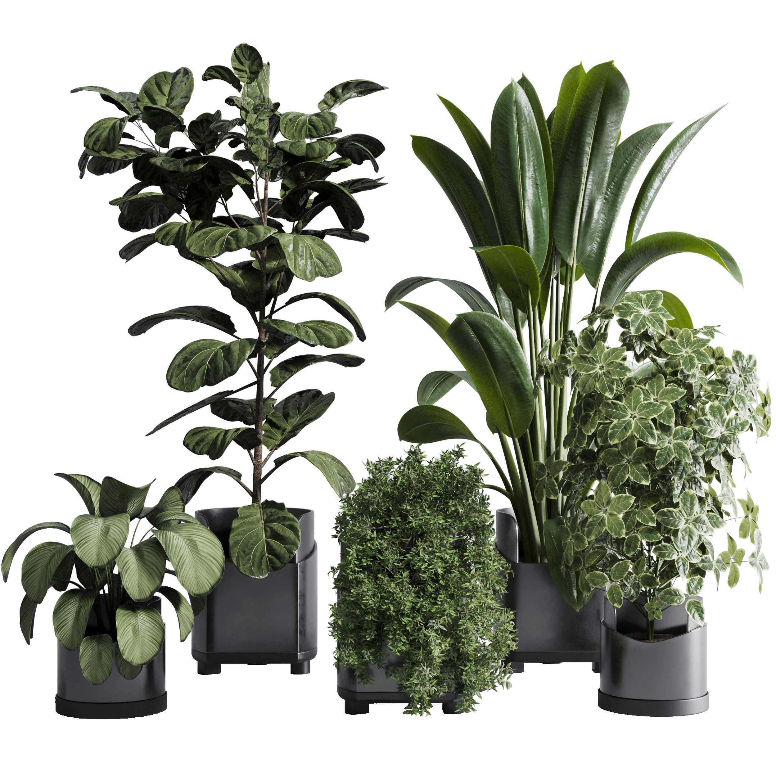 3D model indoor plant set 311 ficus lyrata ficus rubbery in a plastics ...