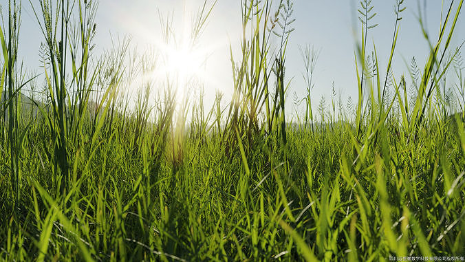 Maxtree Plant Models Vol 1 - Mesh 3D model | CGTrader