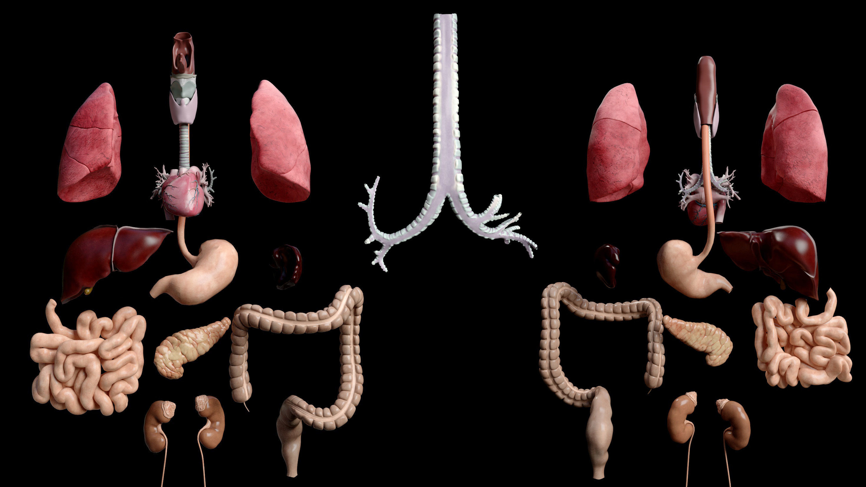 Human Anatomy man 3D model rigged | CGTrader