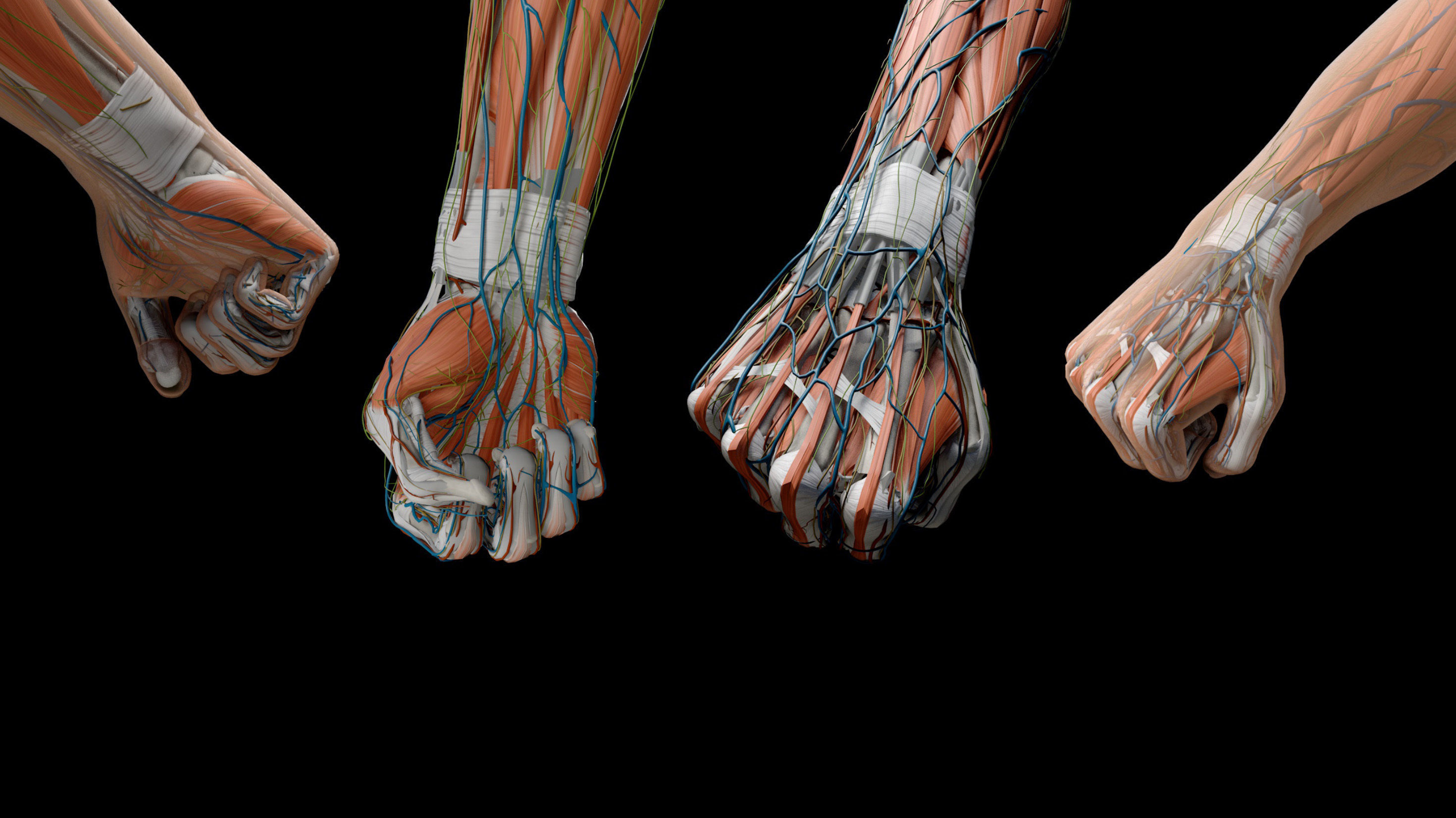 Human Anatomy man 3D model rigged | CGTrader