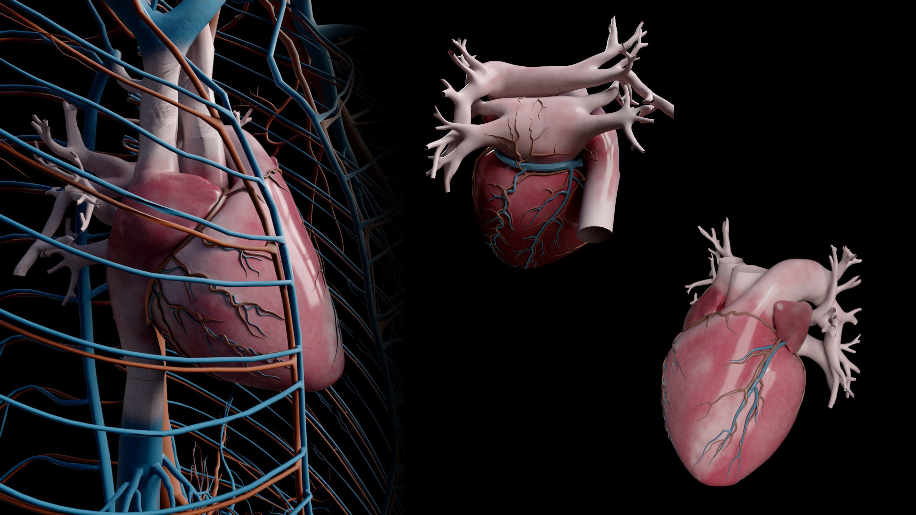 Human Anatomy man 3D model rigged | CGTrader
