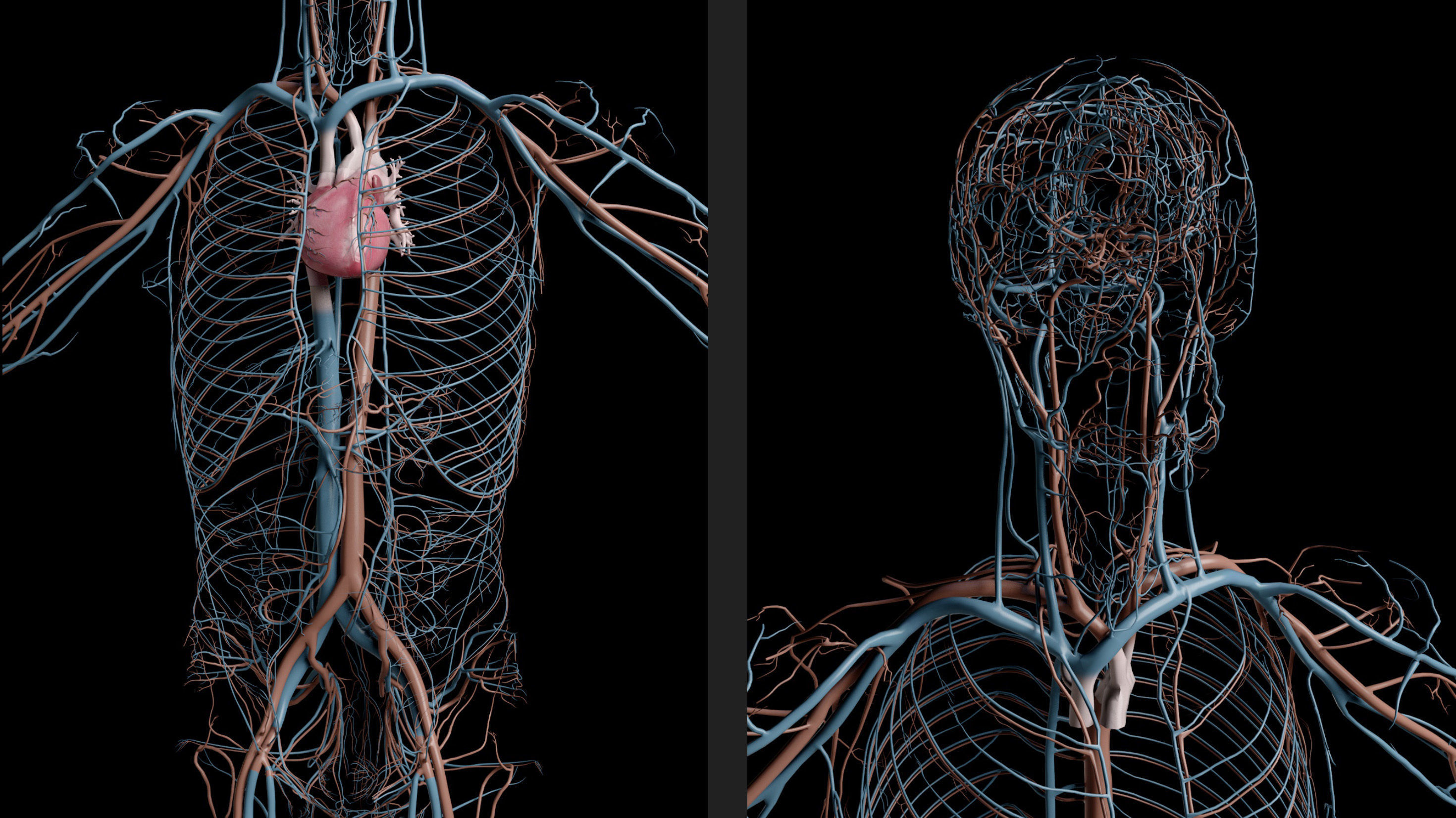Human Anatomy man 3D model rigged | CGTrader