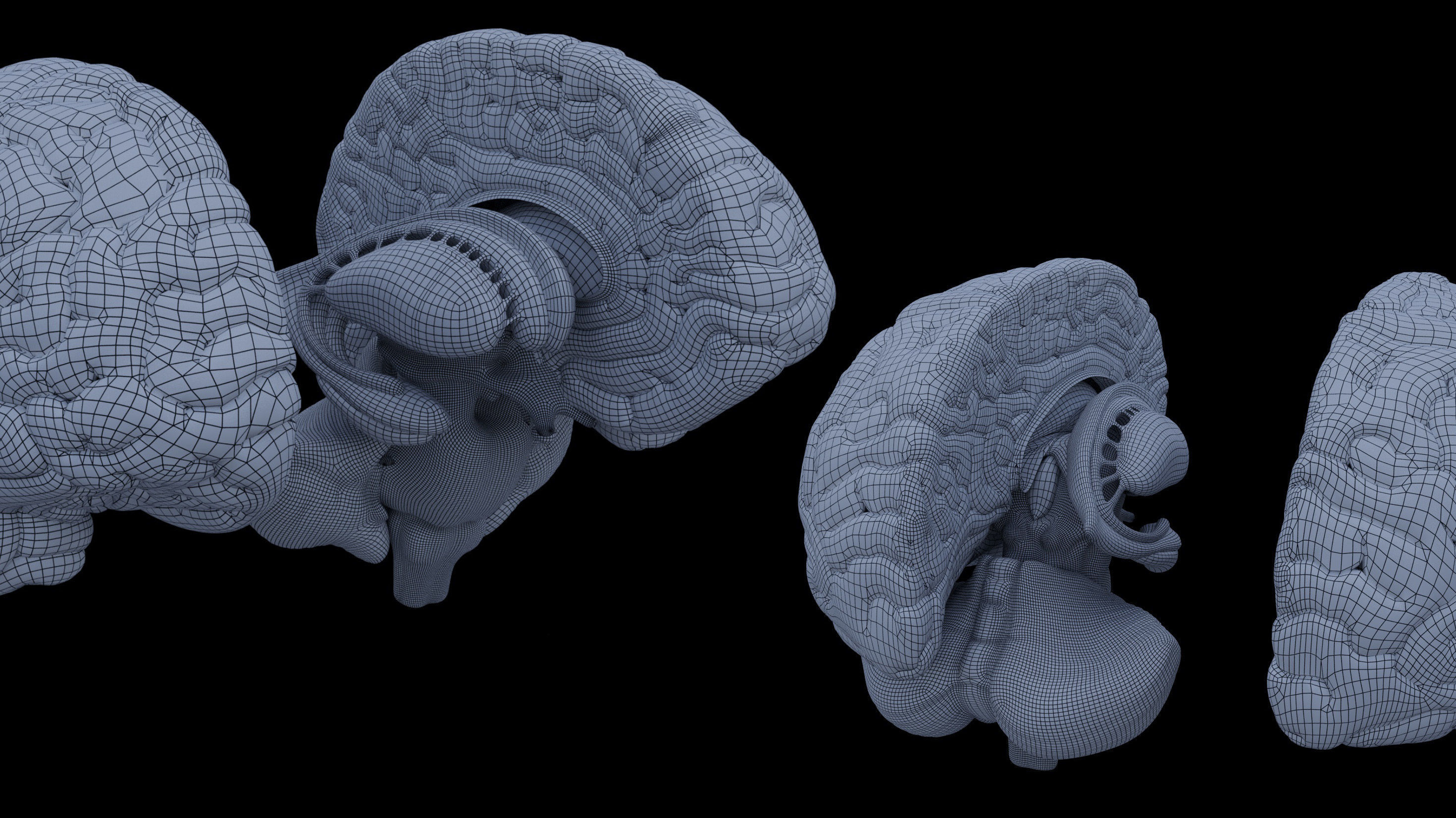 Human Anatomy man 3D model rigged | CGTrader