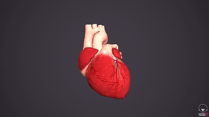 3D model Human Heart VR / AR / low-poly | CGTrader