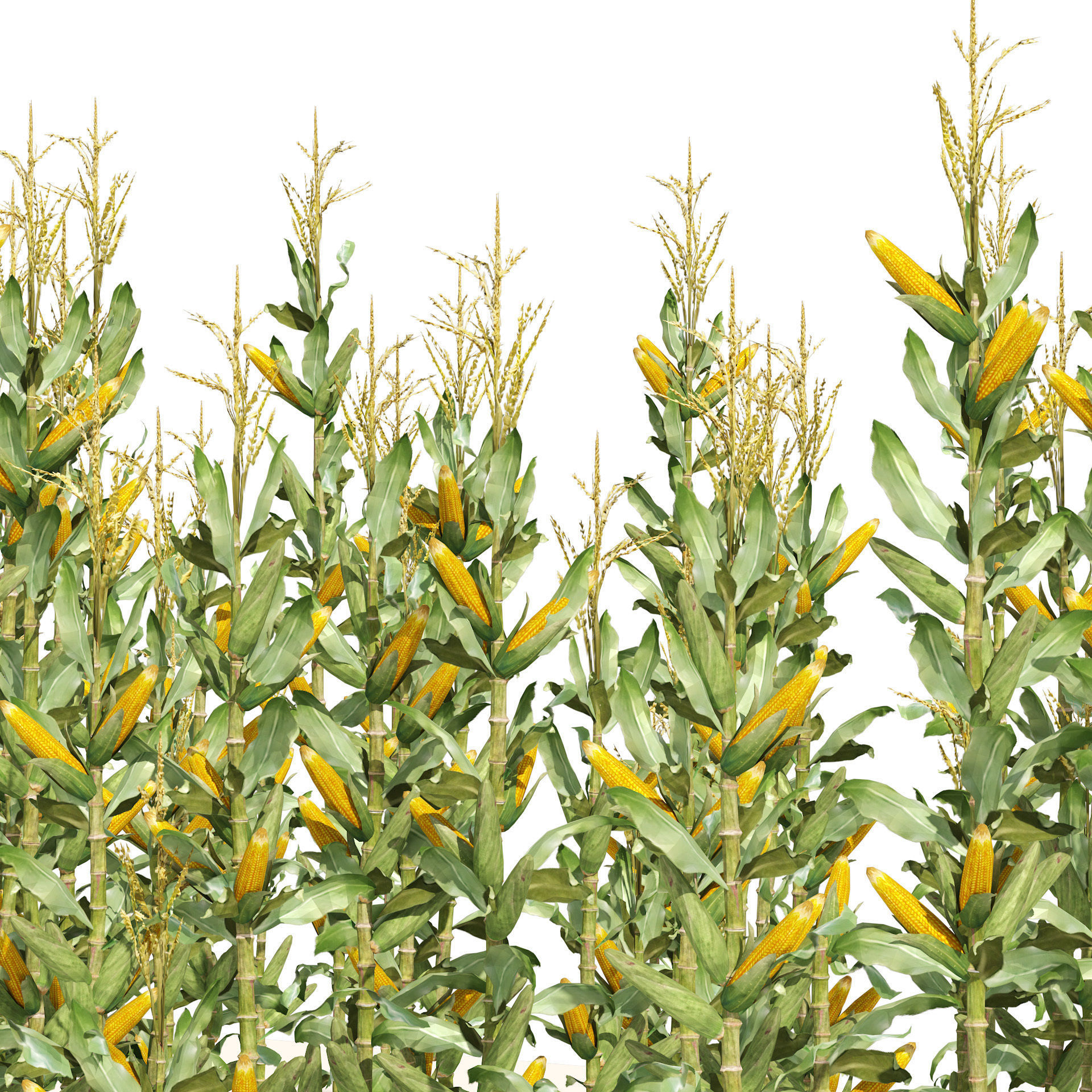 3D model Corn cluster VR / AR / low-poly | CGTrader