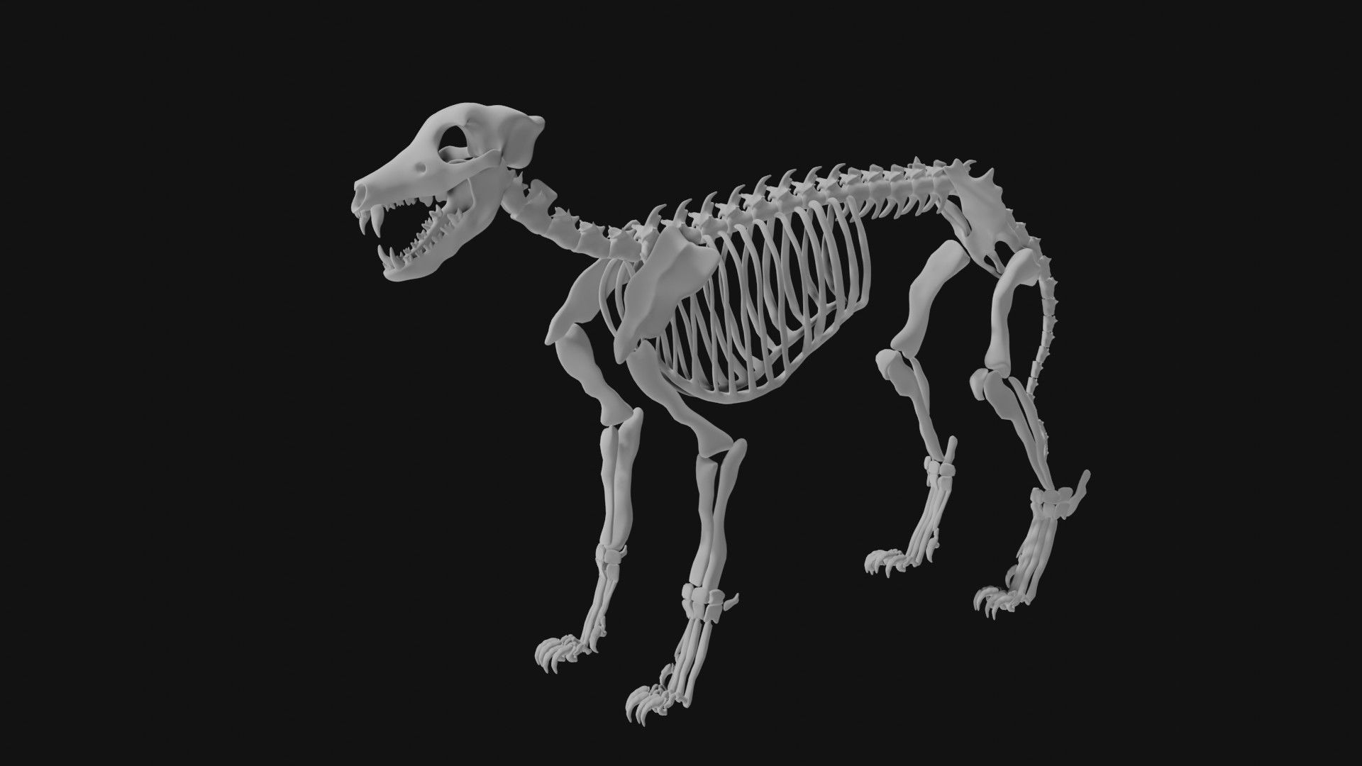 Wolf skeleton 3D model | CGTrader