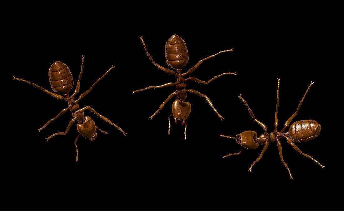 Ant different poses 3D model 3D printable | CGTrader