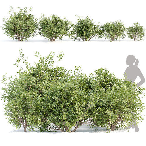 Bushes collection vol 154 3D model | CGTrader