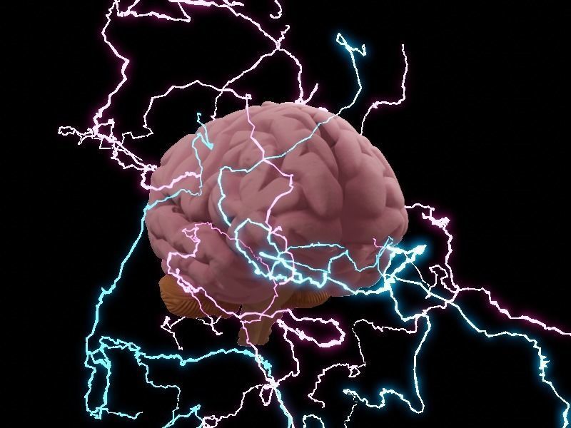 3D model Animated Brain 3d model VR / AR / low-poly | CGTrader