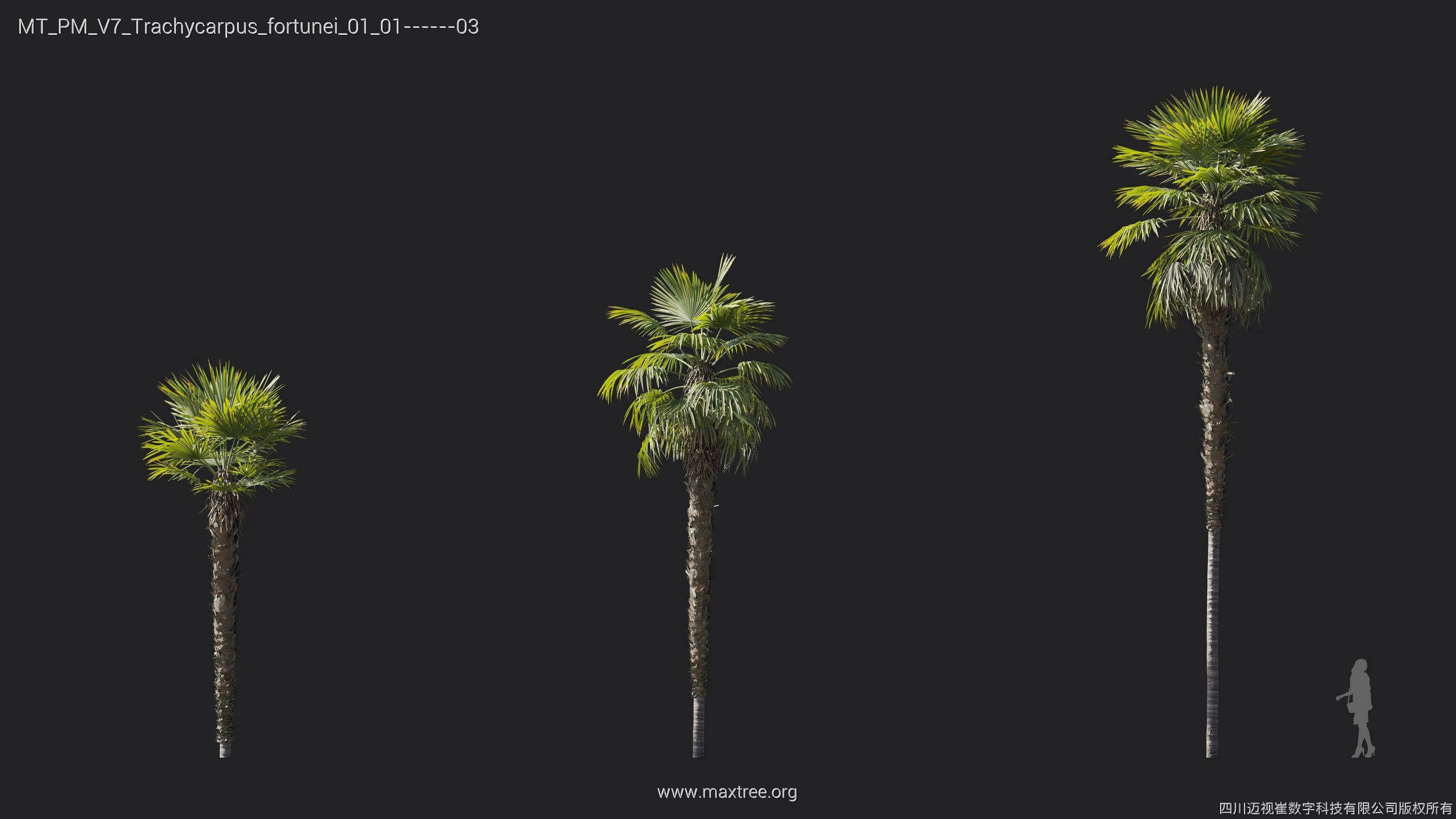 Maxtree Plant Models Vol 7 - Mesh 3D model | CGTrader