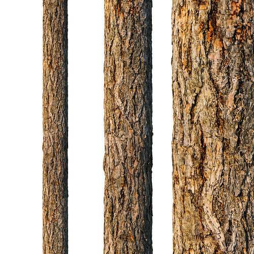 4k larch bark material 01 3D model | CGTrader