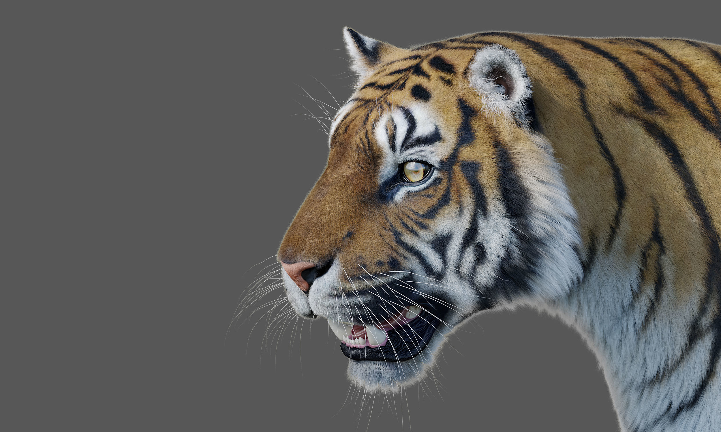 3D model Tiger Amur VR / AR / low-poly | CGTrader