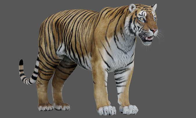 3D model Tiger Amur VR / AR / low-poly | CGTrader