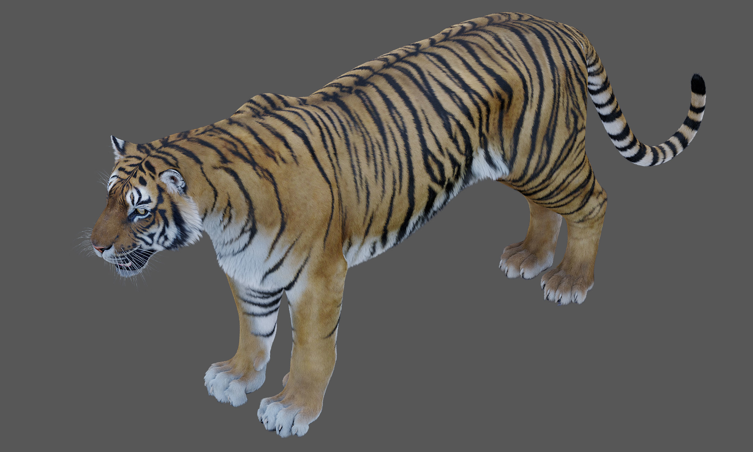 3D model Tiger Amur VR / AR / low-poly | CGTrader
