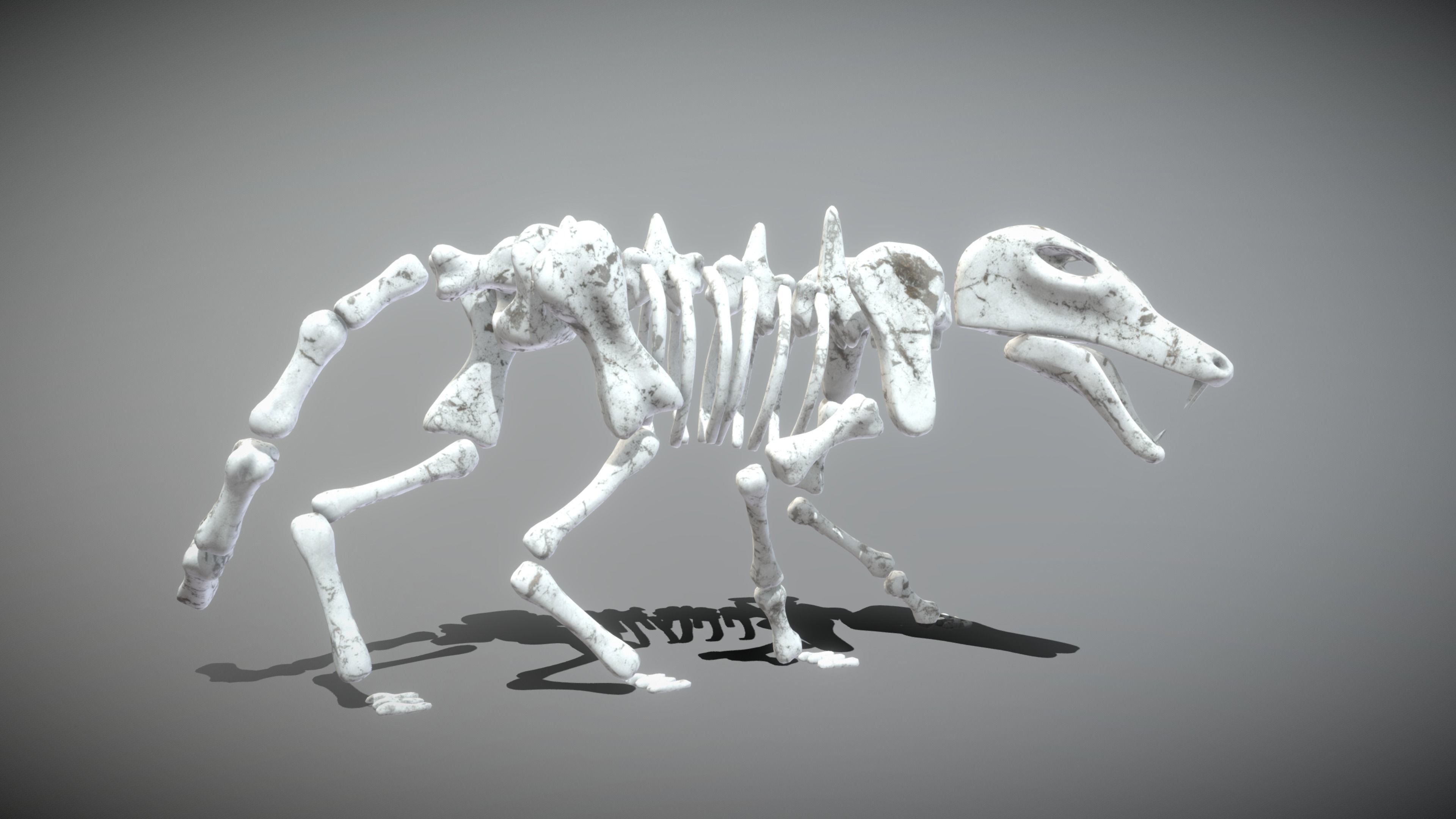 3D model Wolf Skeleton VR / AR / low-poly rigged animated | CGTrader
