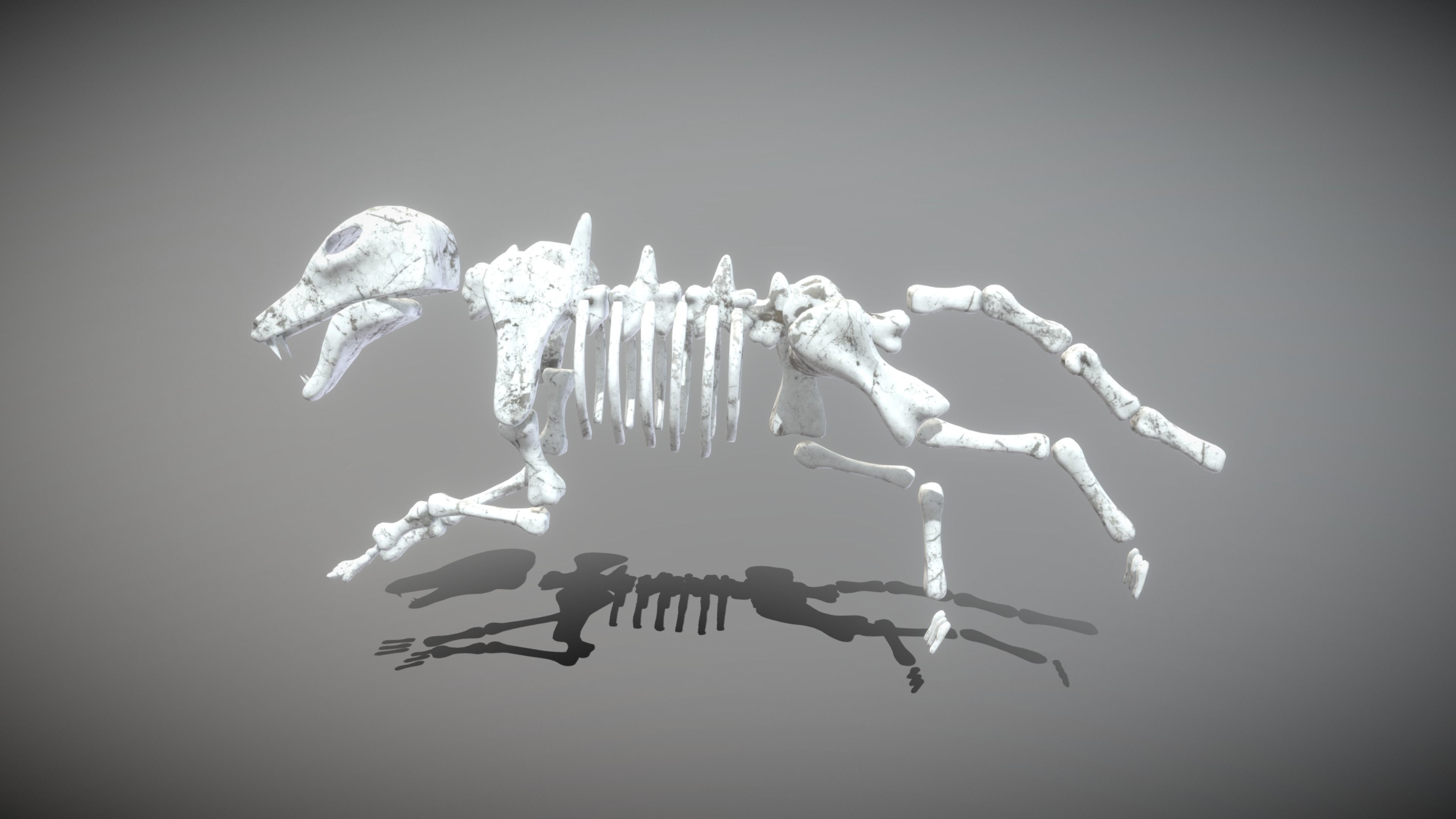 3D model Wolf Skeleton VR / AR / low-poly rigged animated | CGTrader