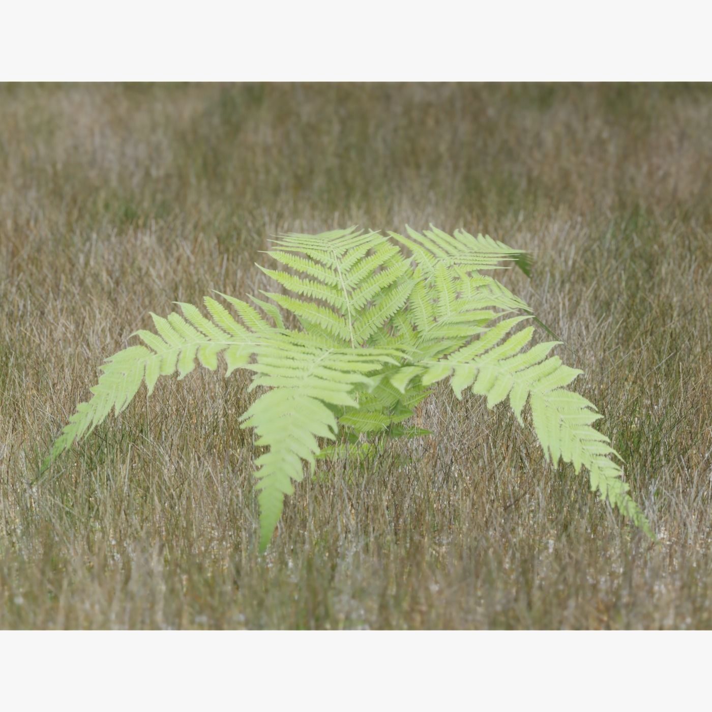 3D model Small Fern VR / AR / low-poly | CGTrader