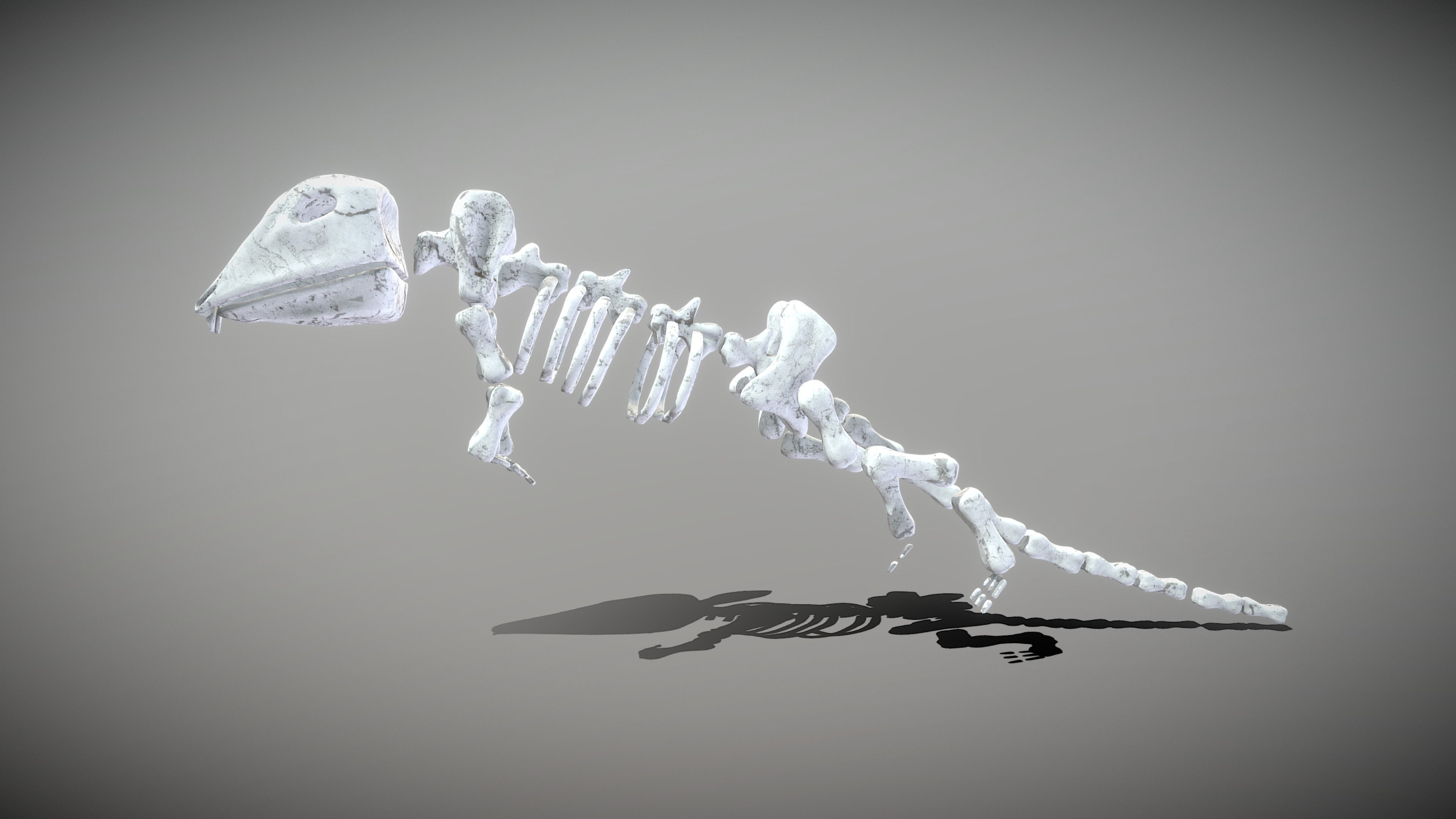 3D model Mouse Skeleton VR / AR / low-poly rigged animated | CGTrader