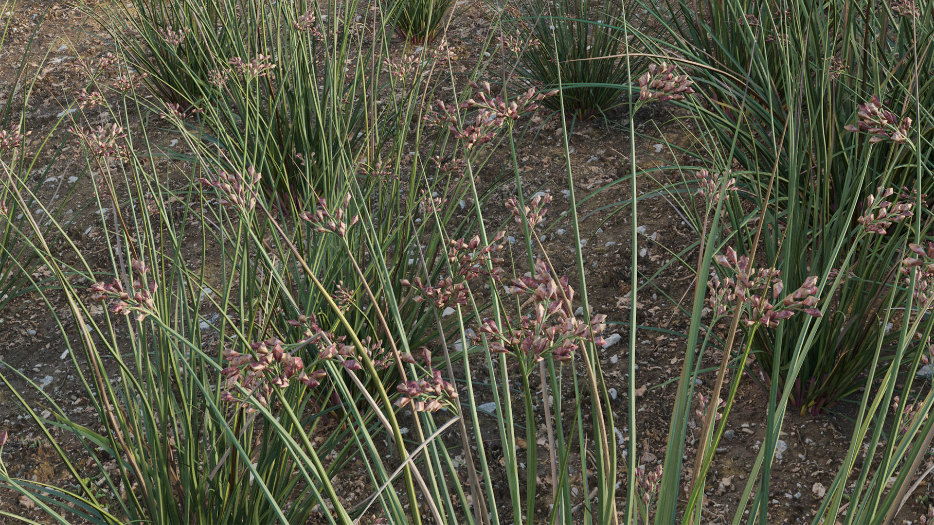 Juncus effusus - Common Rush 3D model | CGTrader