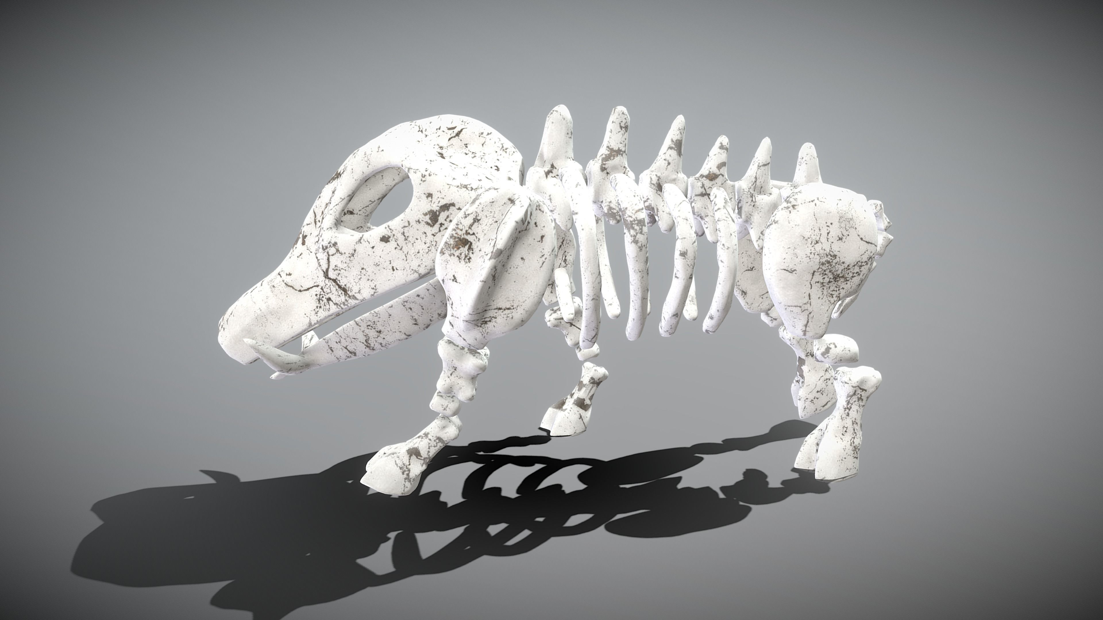 3D model Boar Skeleton VR / AR / low-poly | CGTrader