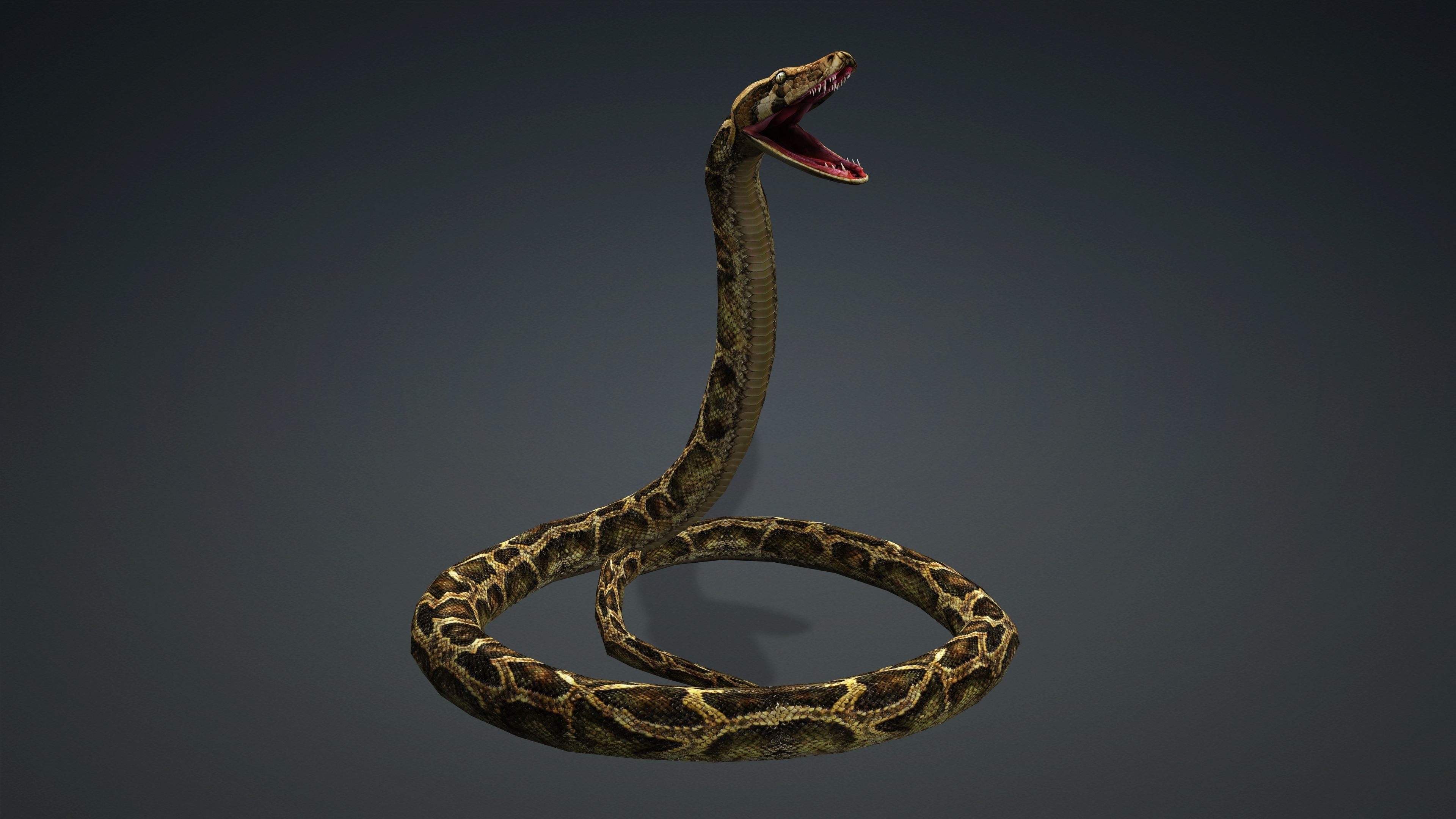 3D model Anaconda Animated VR / AR / low-poly | CGTrader