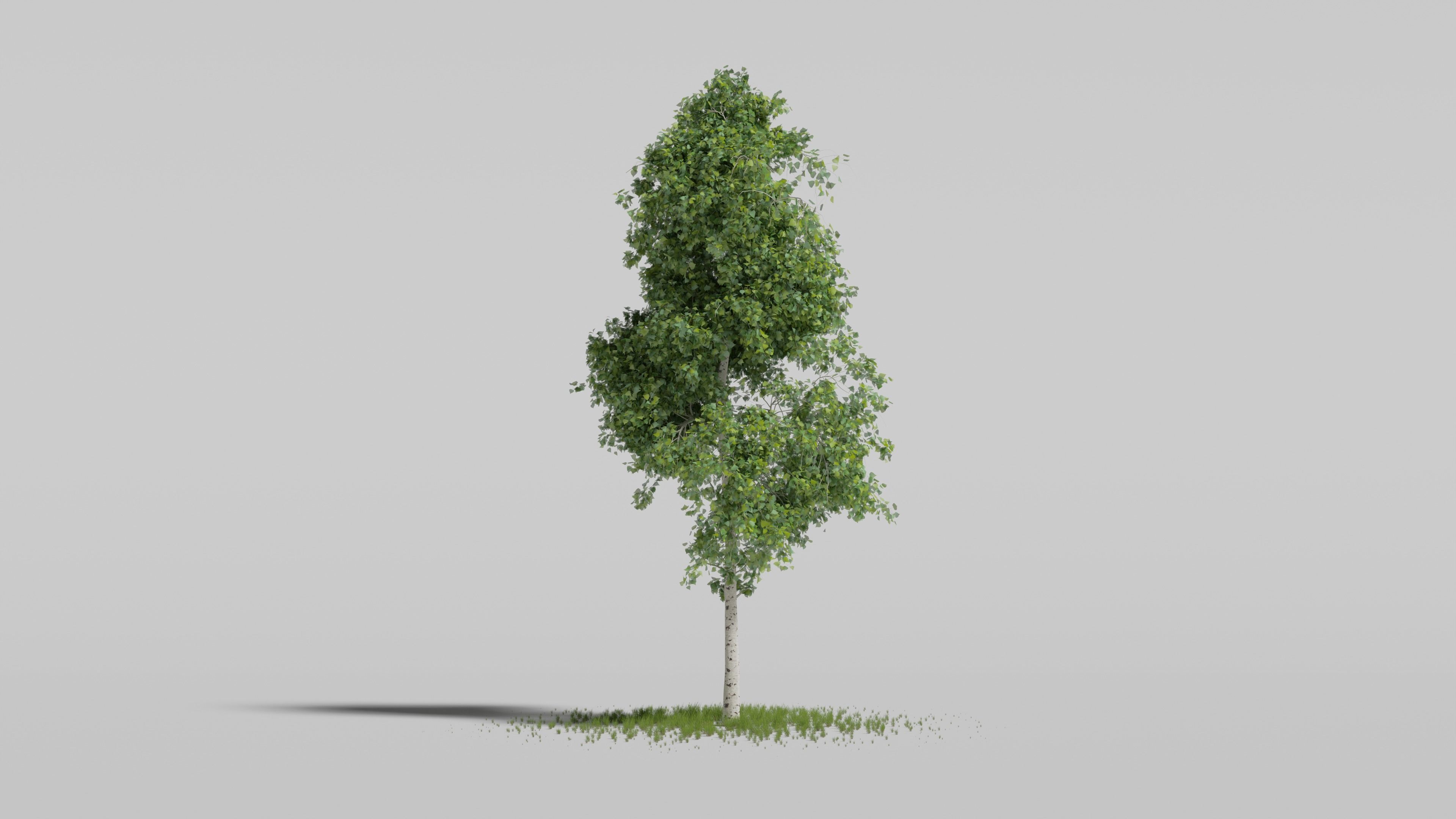 Birch High Resolution Tree Collection 3D model | CGTrader