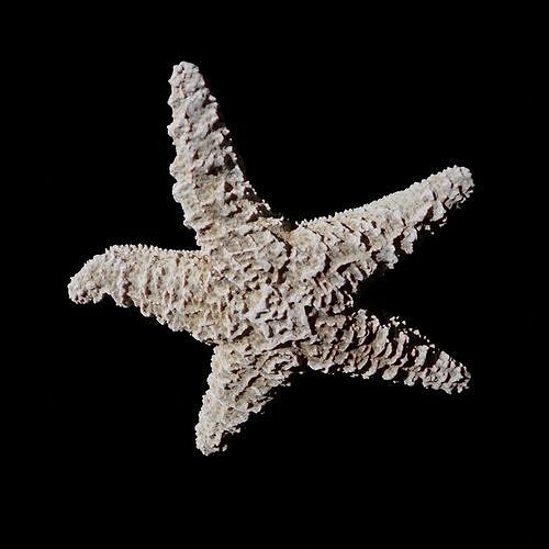 3D model Starfish VR / AR / low-poly | CGTrader