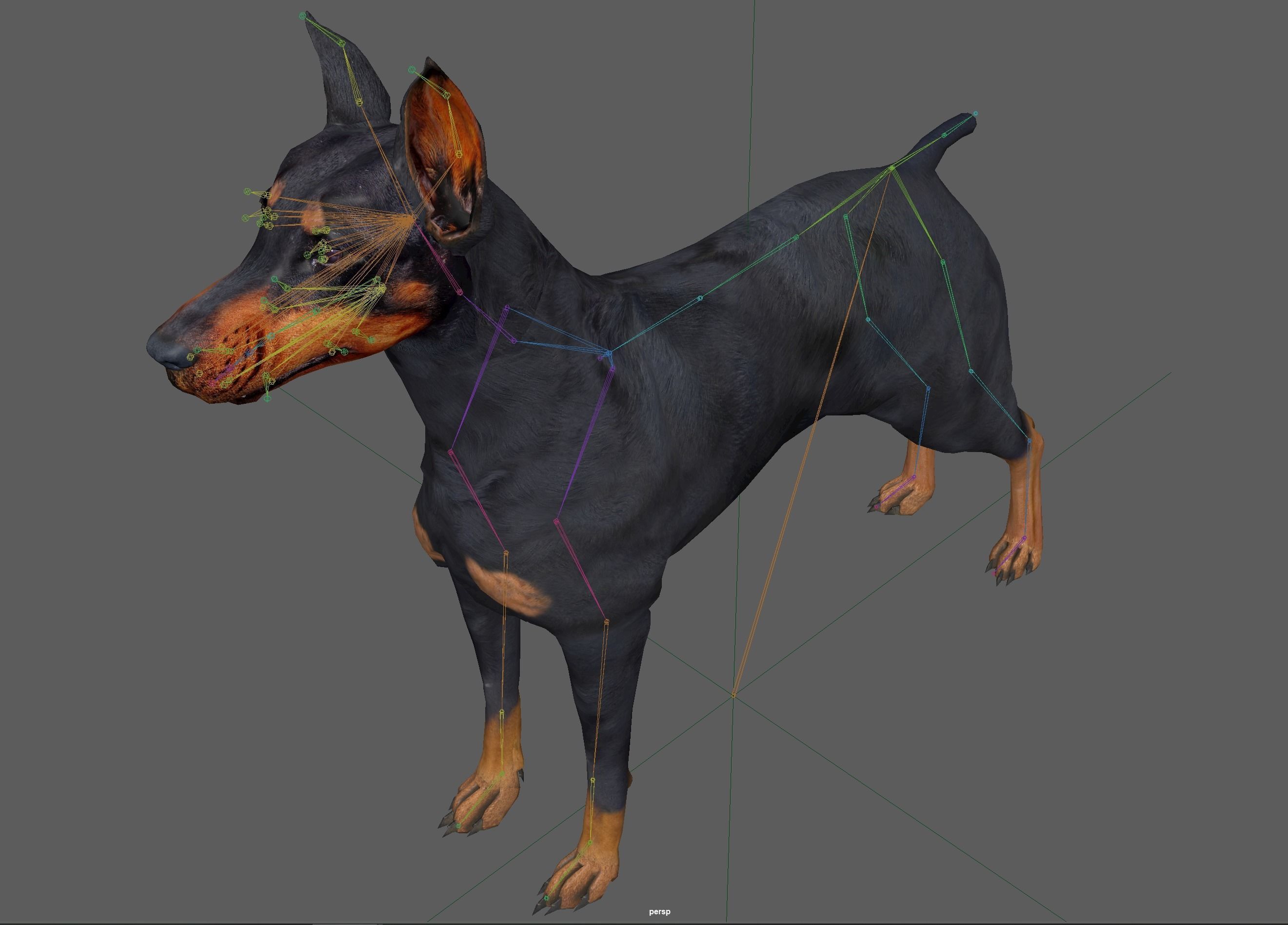 Doberman Dog Rig 3D model rigged | CGTrader