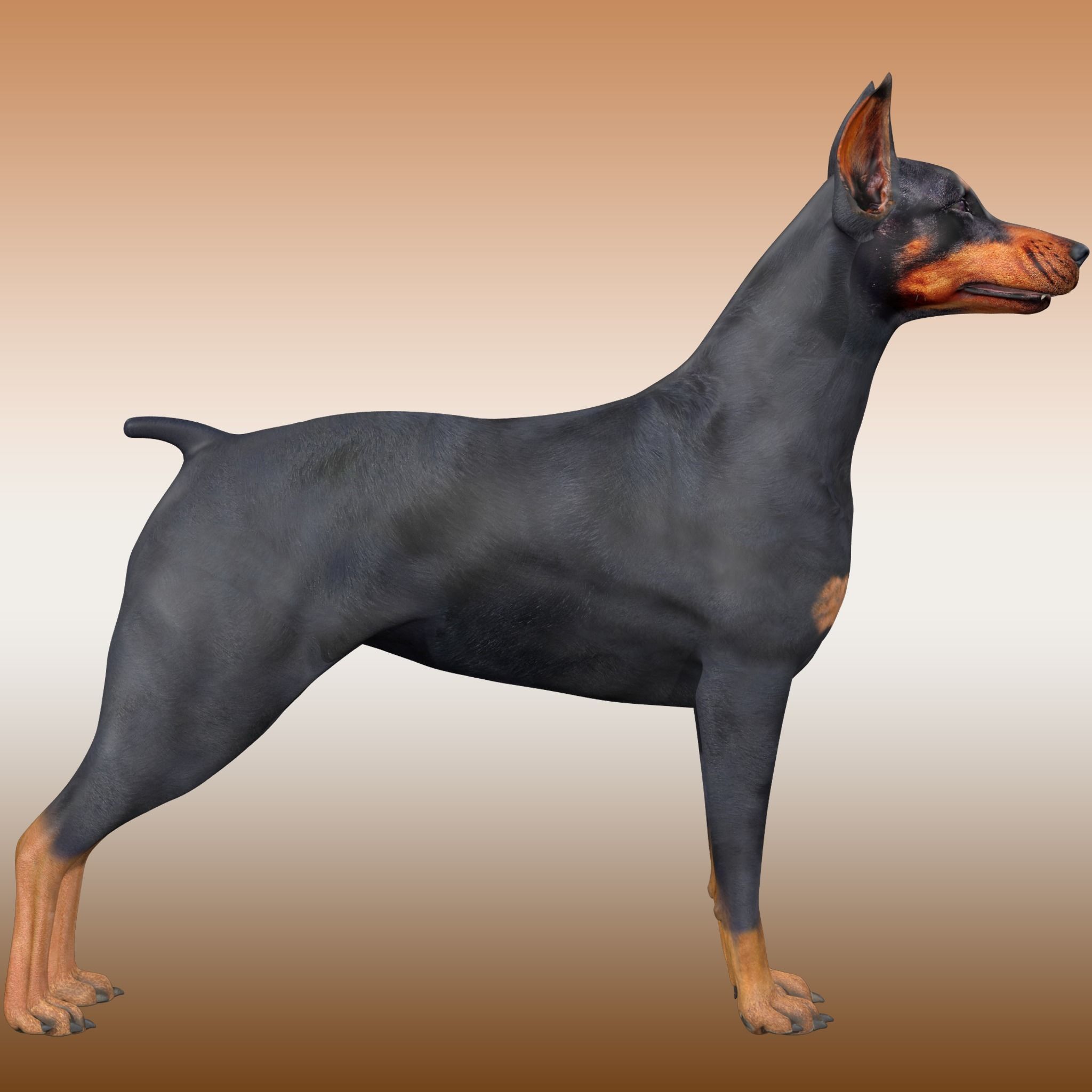 Doberman Dog Rig 3D model rigged | CGTrader