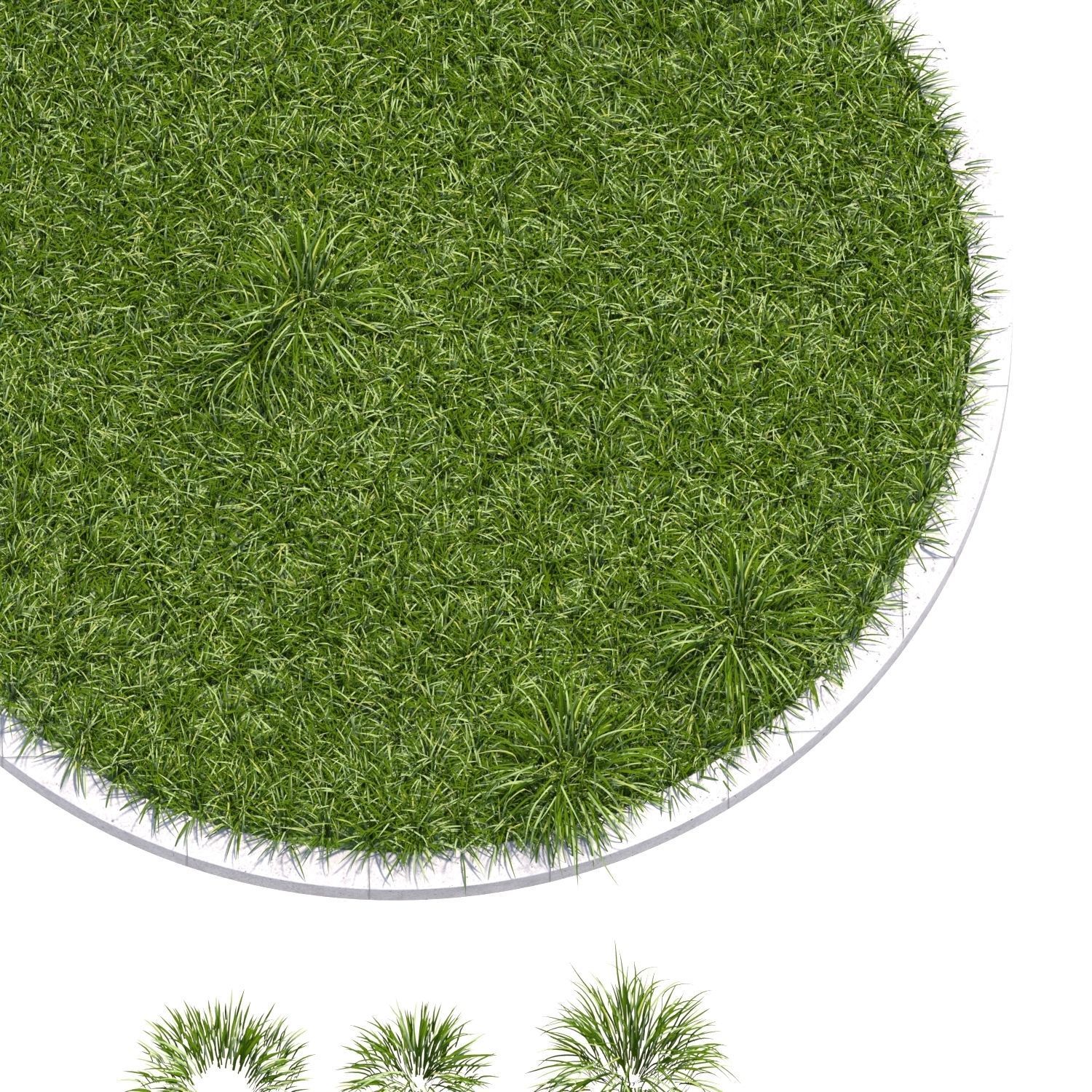 Simple Grass Model free 3D model | CGTrader