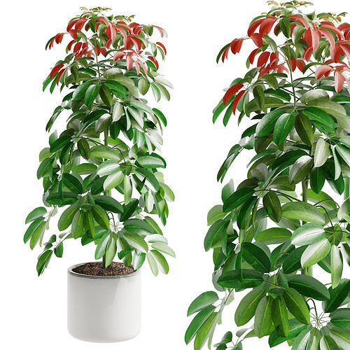 Schefflera Arboricola-01 3D model | CGTrader