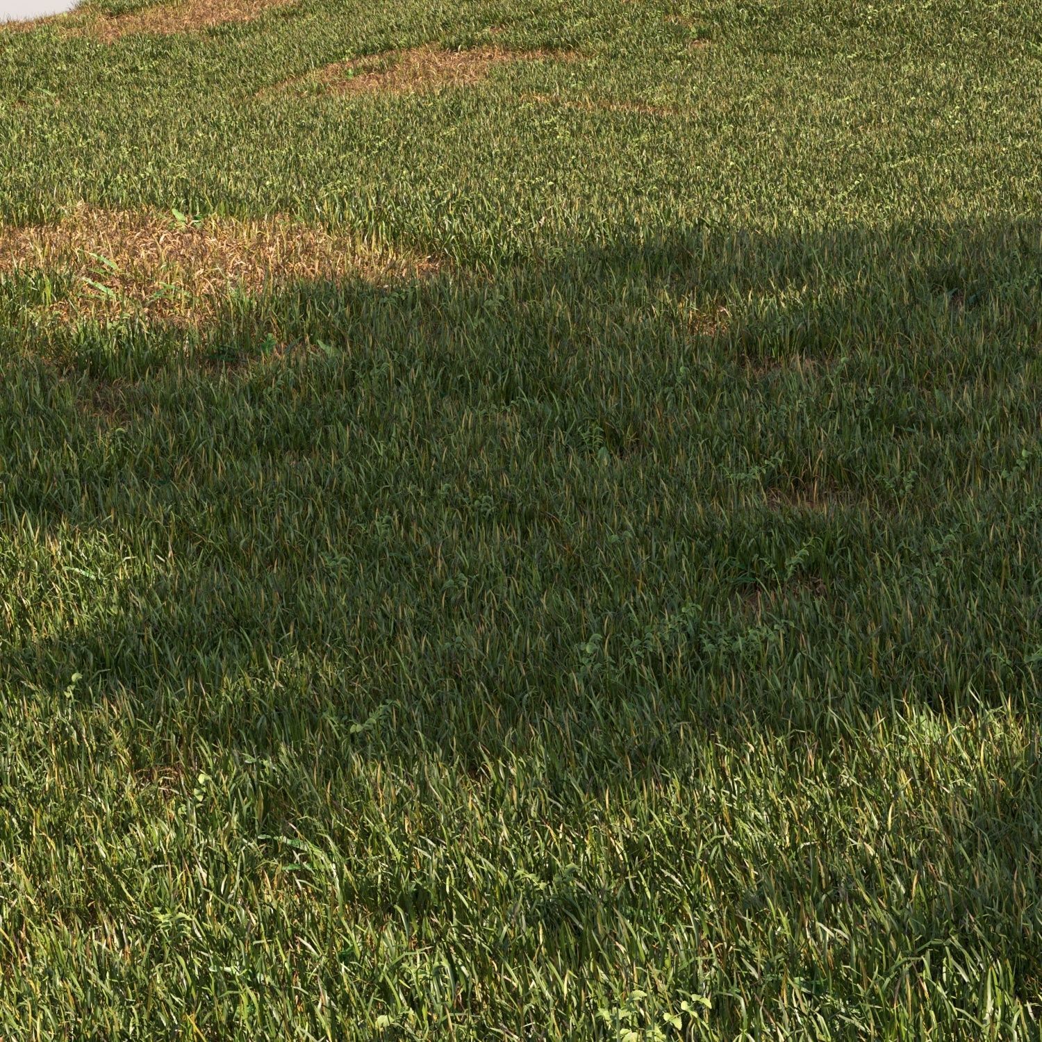 grass set03 3D model | CGTrader
