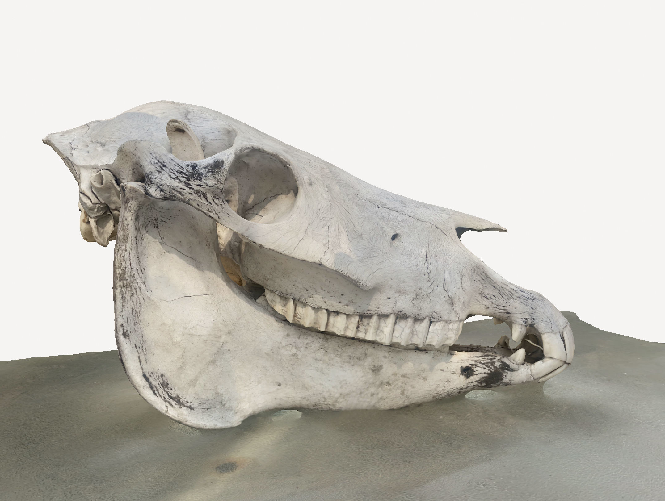 3d scan of a pony mule skull 3D model | CGTrader
