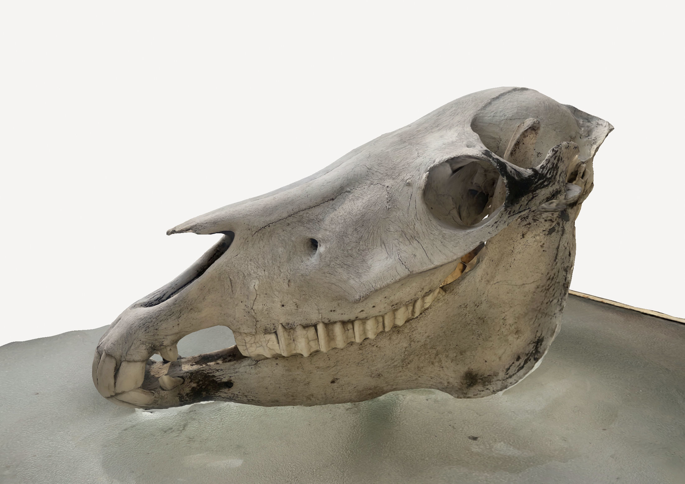 3d scan of a pony mule skull 3D model | CGTrader