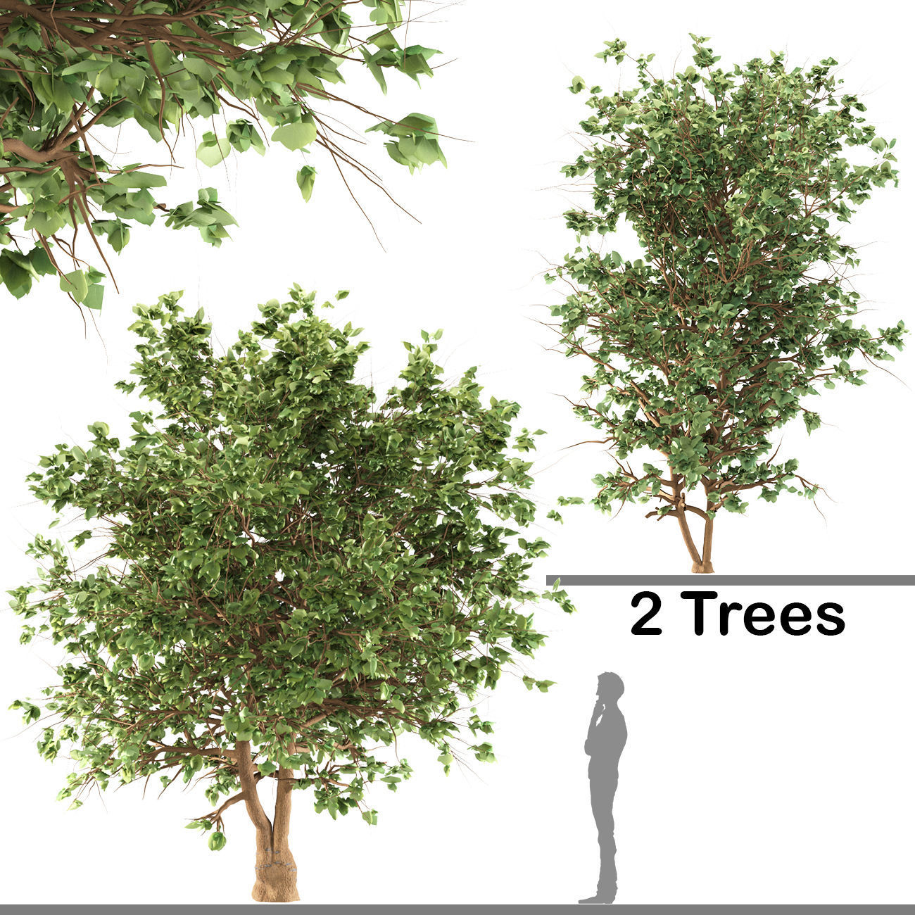 Catalpa Ovata Tree corona and V-ray 3D model | CGTrader