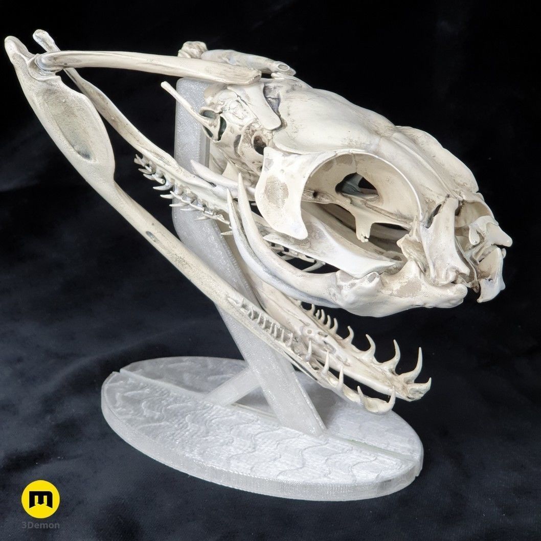 Gaboon Viper Snake Skull free 3D model 3D printable | CGTrader