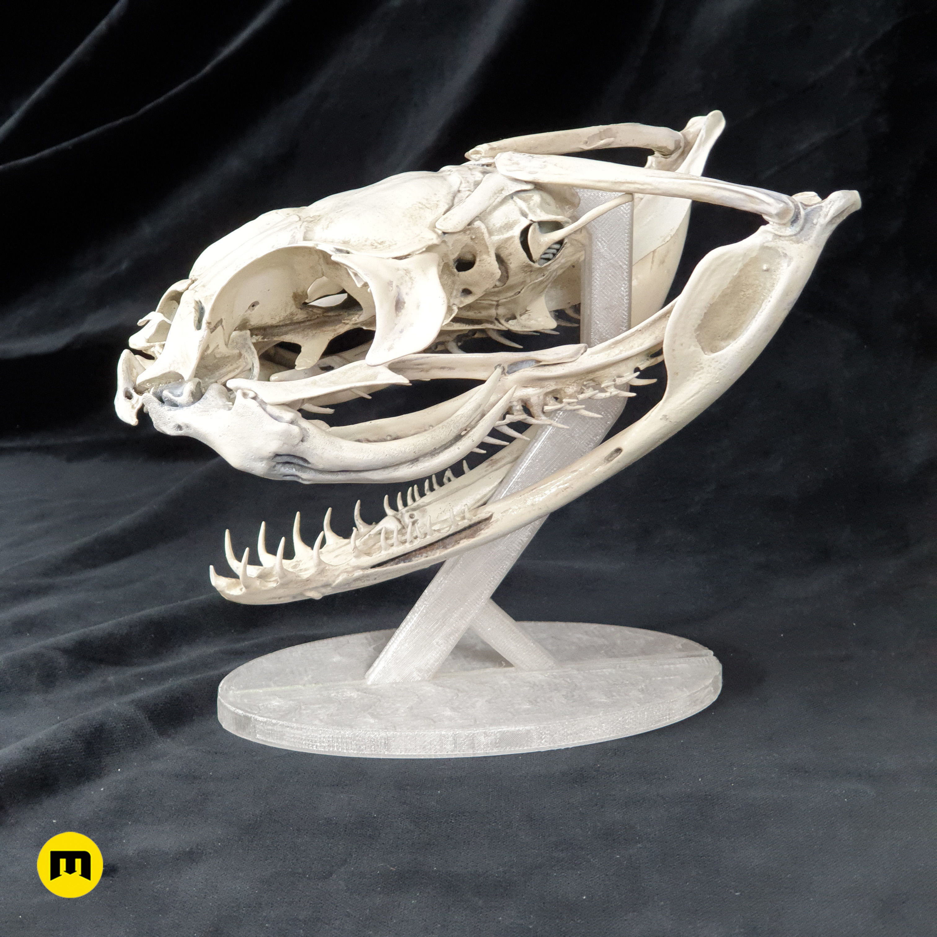 Gaboon Viper Snake Skull free 3D model 3D printable | CGTrader