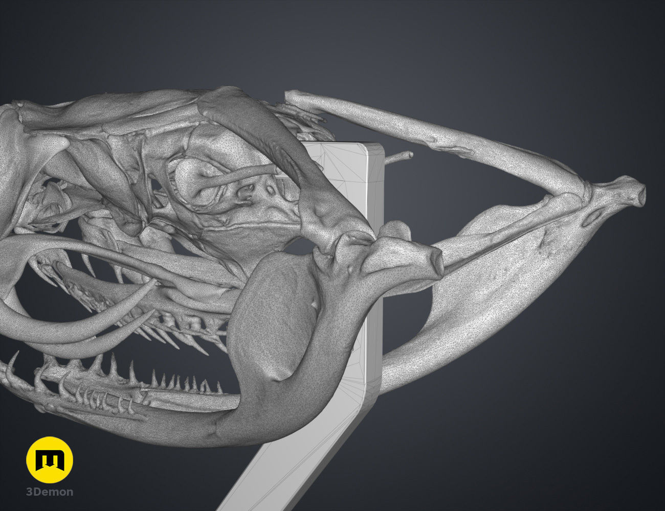 Gaboon Viper Snake Skull free 3D model 3D printable | CGTrader