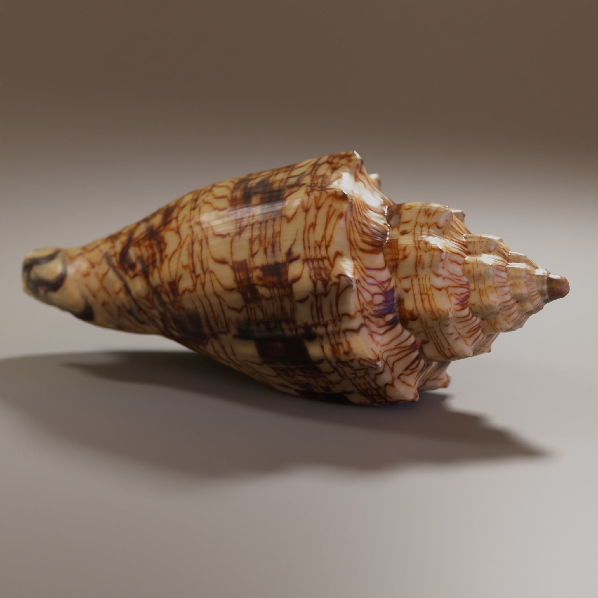 3D model Seashel - Voluta ebraea - 3D Scan VR / AR / low-poly | CGTrader