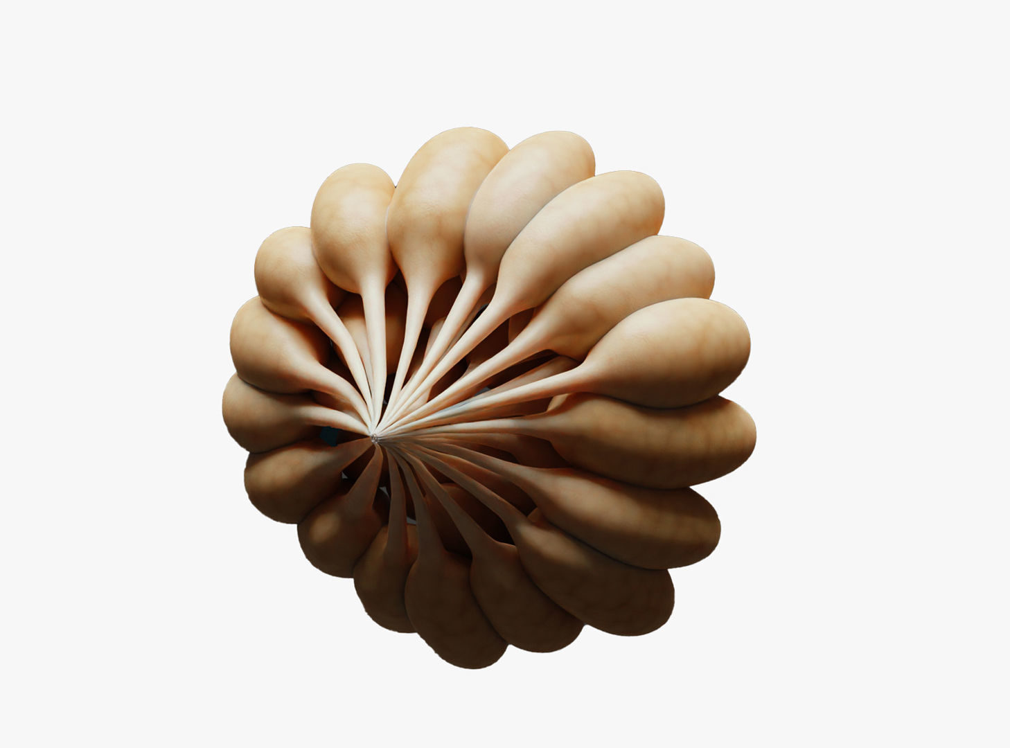 3D model Mammary Gland Anatomy VR / AR / low-poly | CGTrader