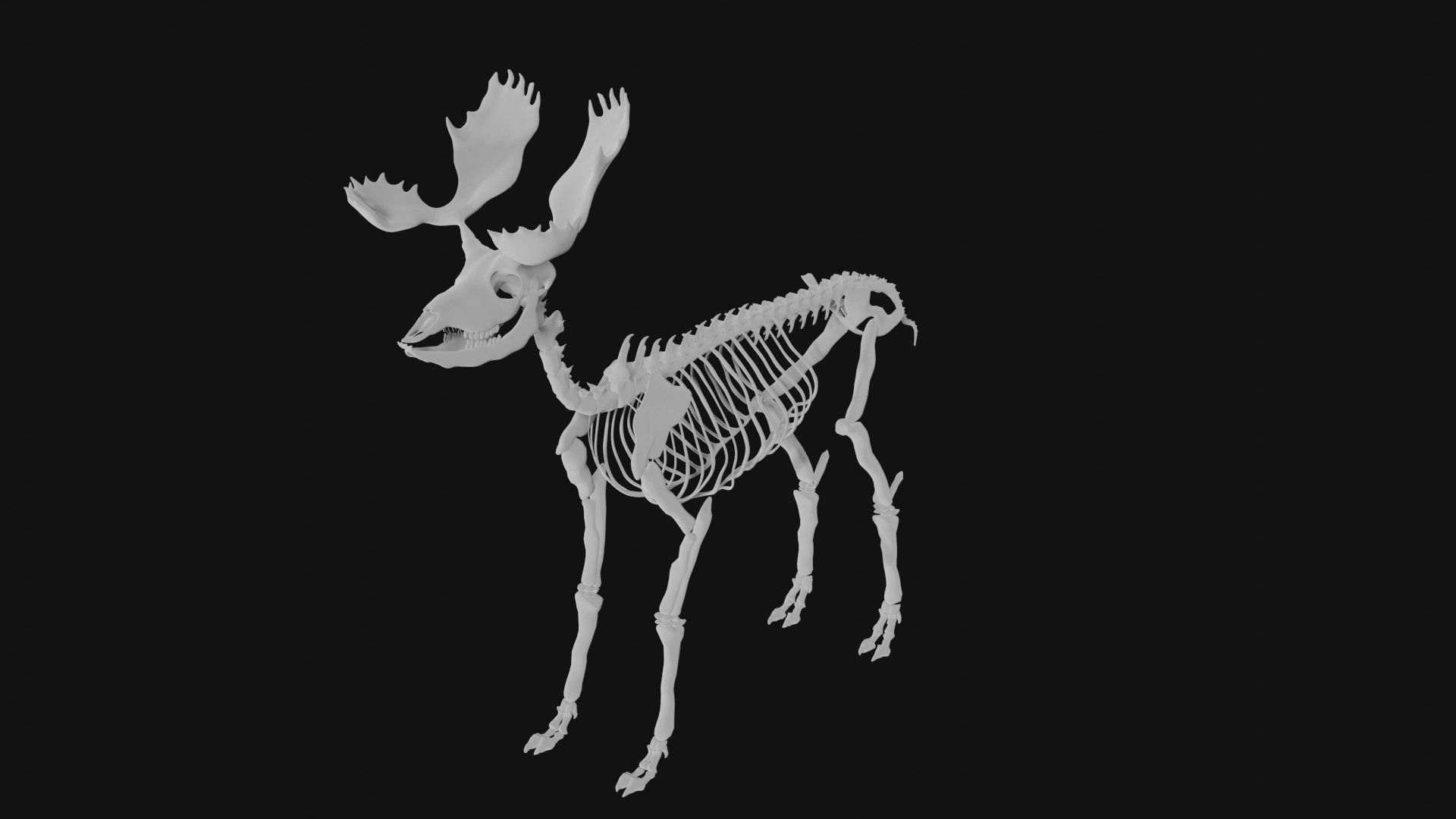 Moose skeleton 3D model | CGTrader