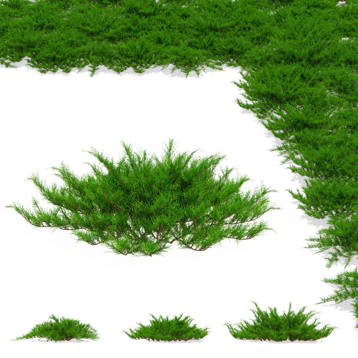 Juniperus sabina tamariscifolia 3D model | CGTrader
