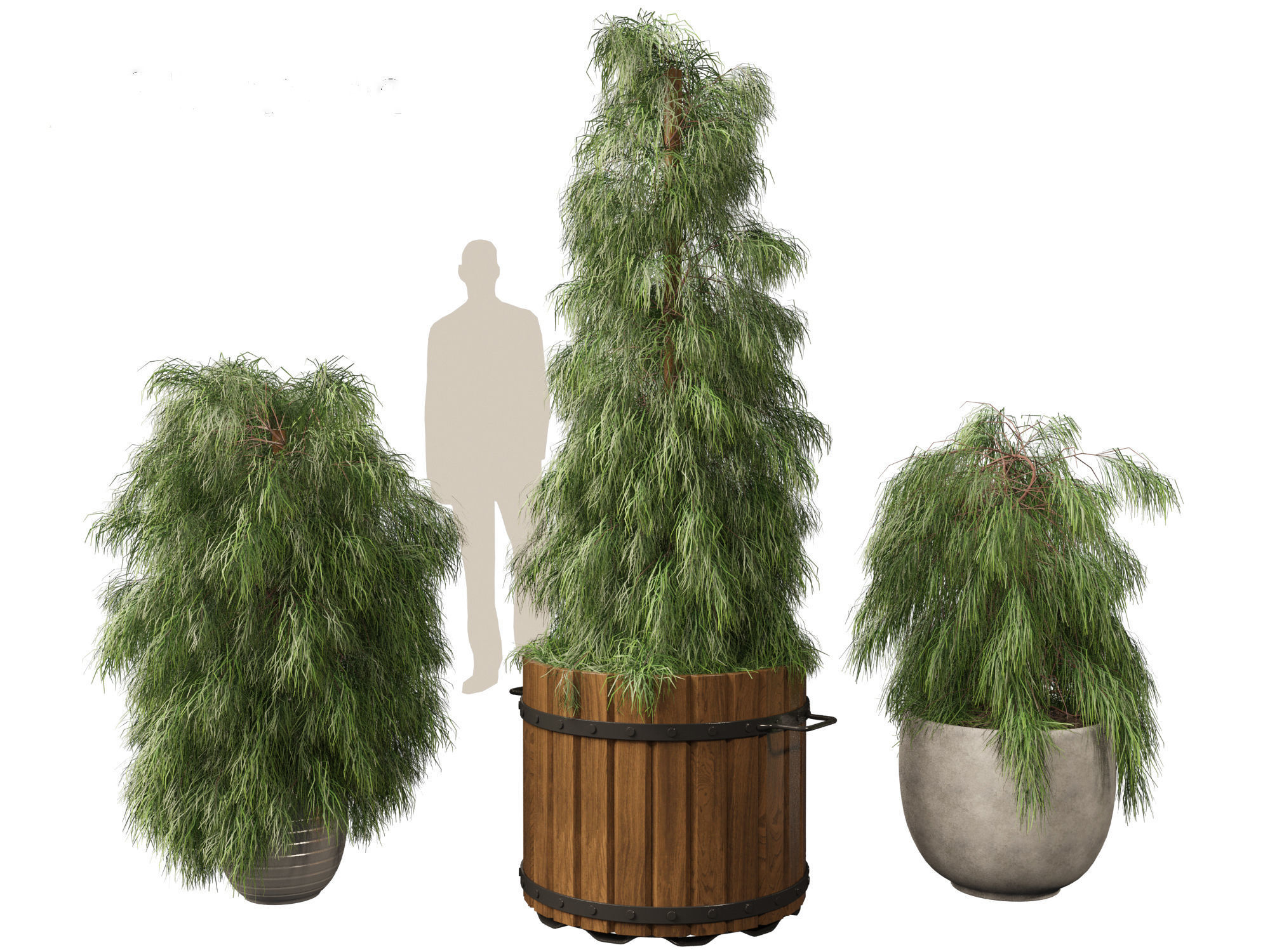 Acacia cognata Waterfall - River Wattle 01 3D model | CGTrader